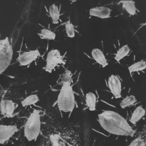 Aphid Pest Control Solutions | Green Methods